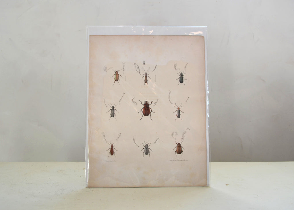 Handcolored 1842 Lithograph - Insects (Plate 25) – Quittner