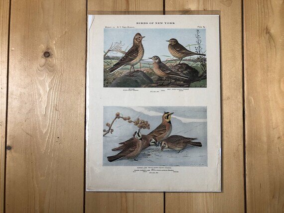 Lark Print (1920s) – Quittner