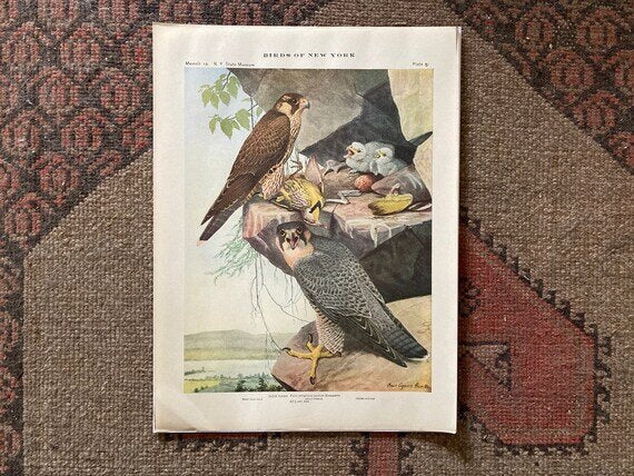 Duck Hawks or Peregrine Falcons Print (1920s) – Quittner